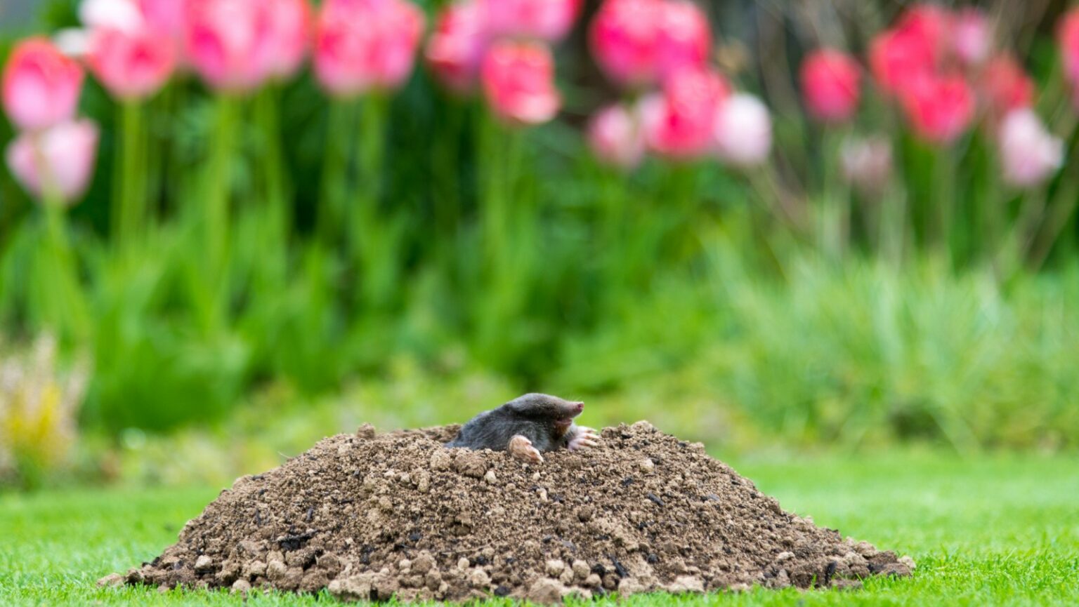 How to Get Rid of Moles in Your Yard: Fast & Effective Methods