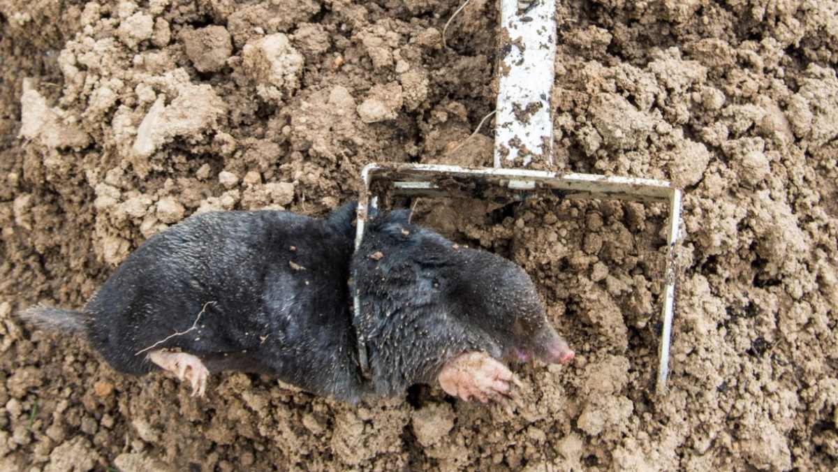 How to Get Rid of Moles in Your Yard: Best Methods for 2026