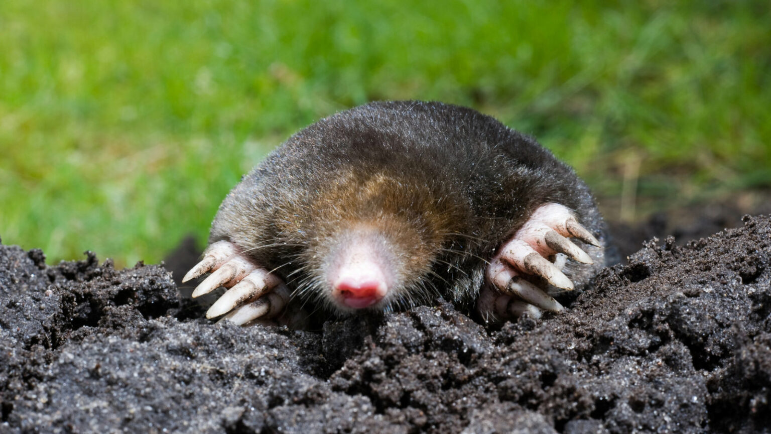 Mole Removal Cincinnati - The Mole Hunter