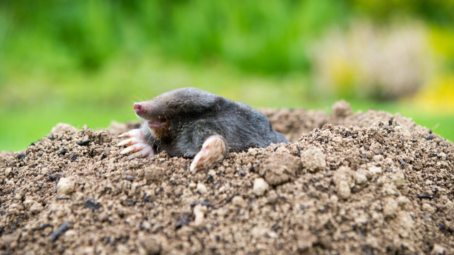 Mole Removal - Mole Hunter