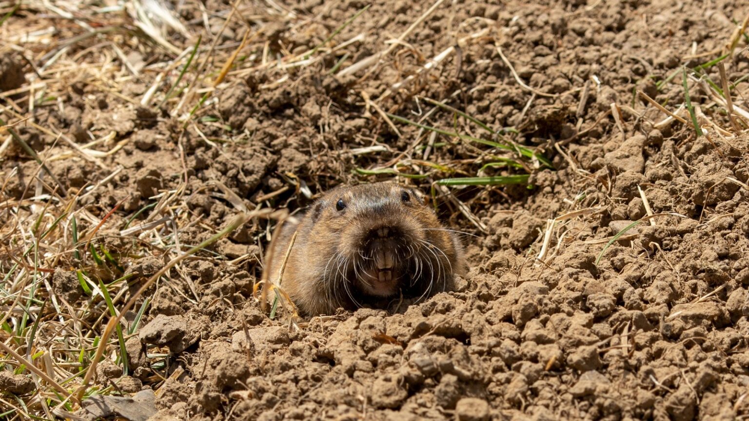 Effective Strategies on How to Repel Gophers and Moles from Your Yard