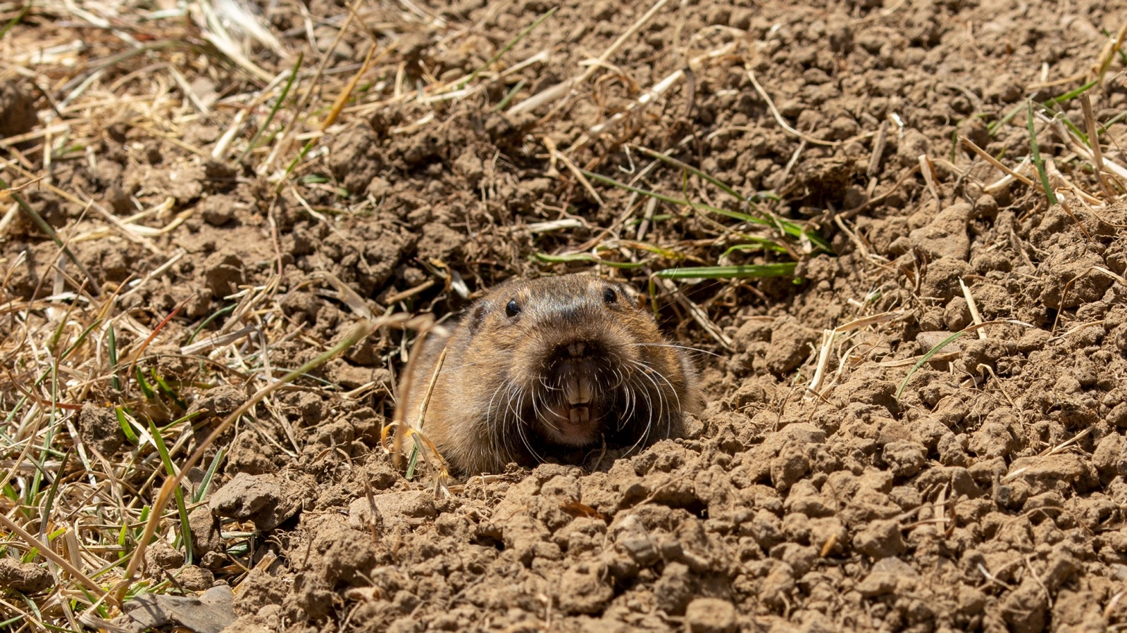 Effective Strategies on How to Repel Gophers and Moles from Your Yard