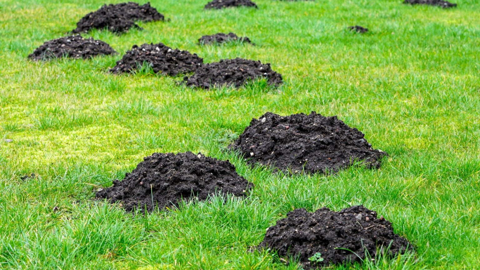 Natural Mole Repellents: Pro Tips for Effective Mole Control