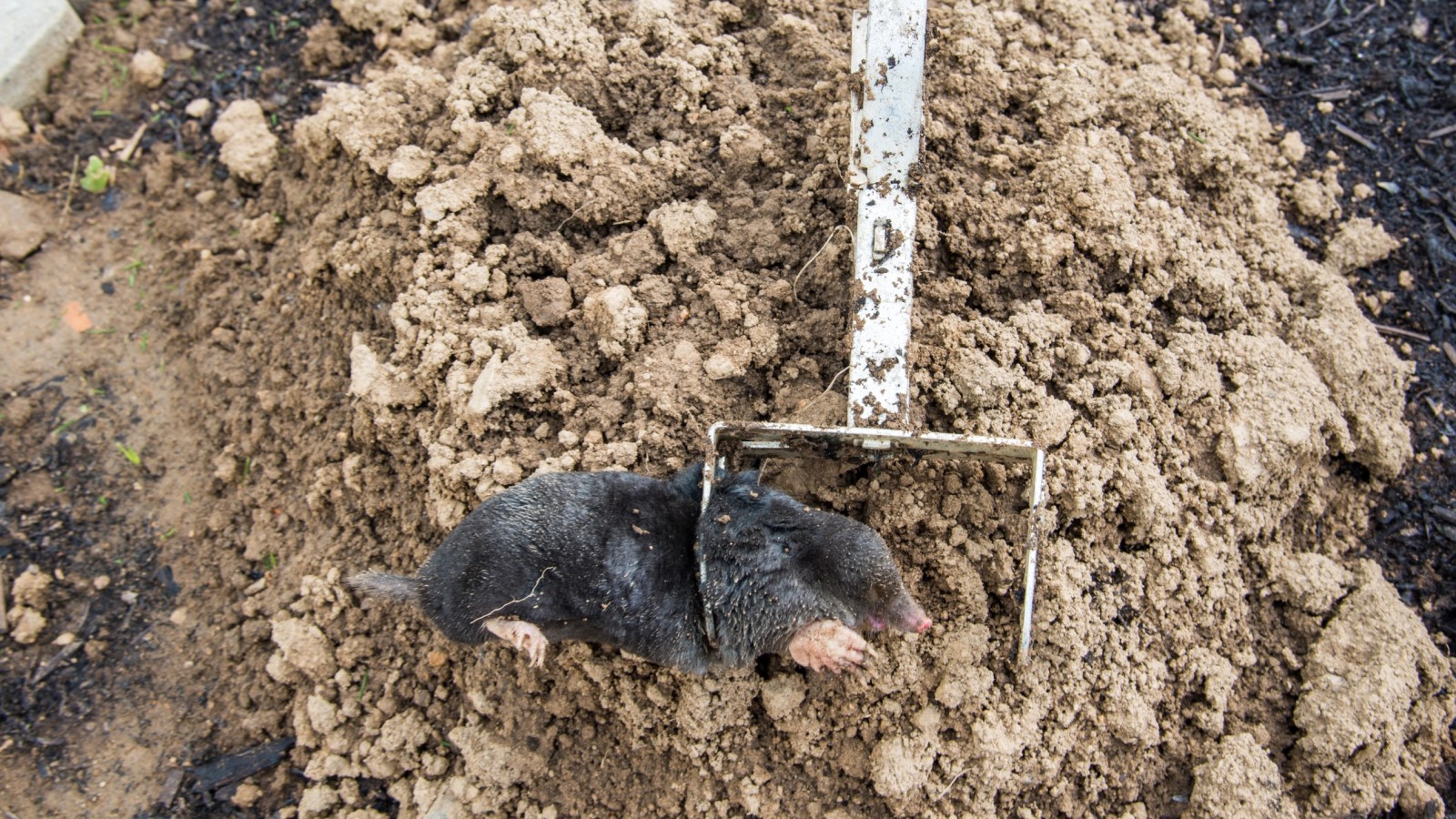 Effective Mole Trapping Solutions for Your Lawn | Mole Hunter