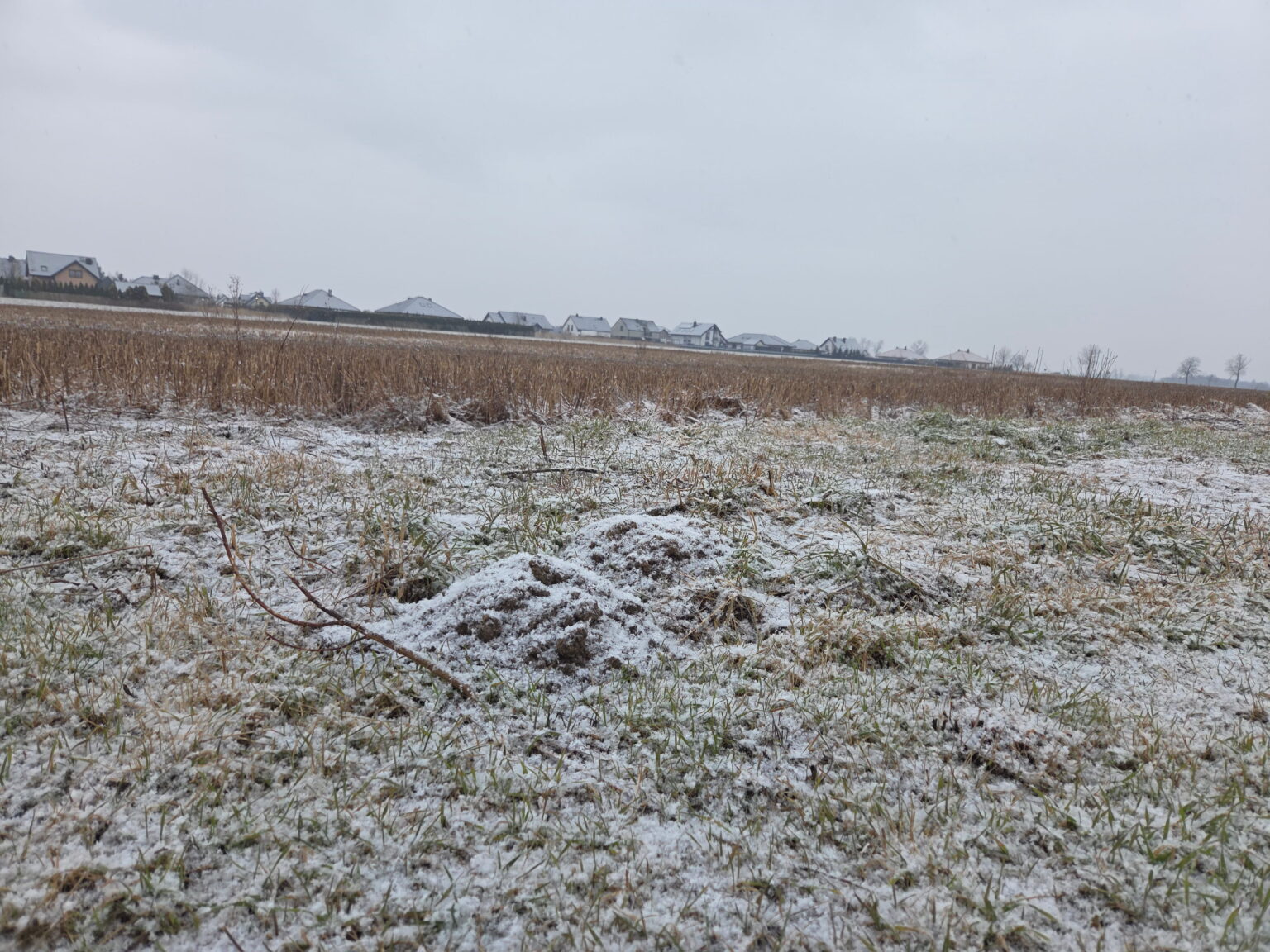 Do Moles Hibernate in Winter? Facts About Mole Activity