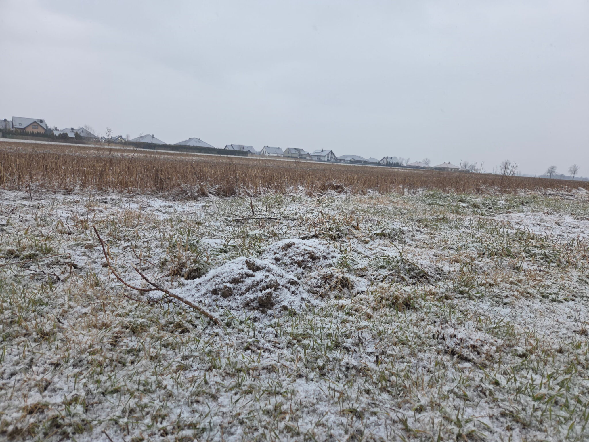 Do Moles Hibernate in Winter? Facts About Mole Activity