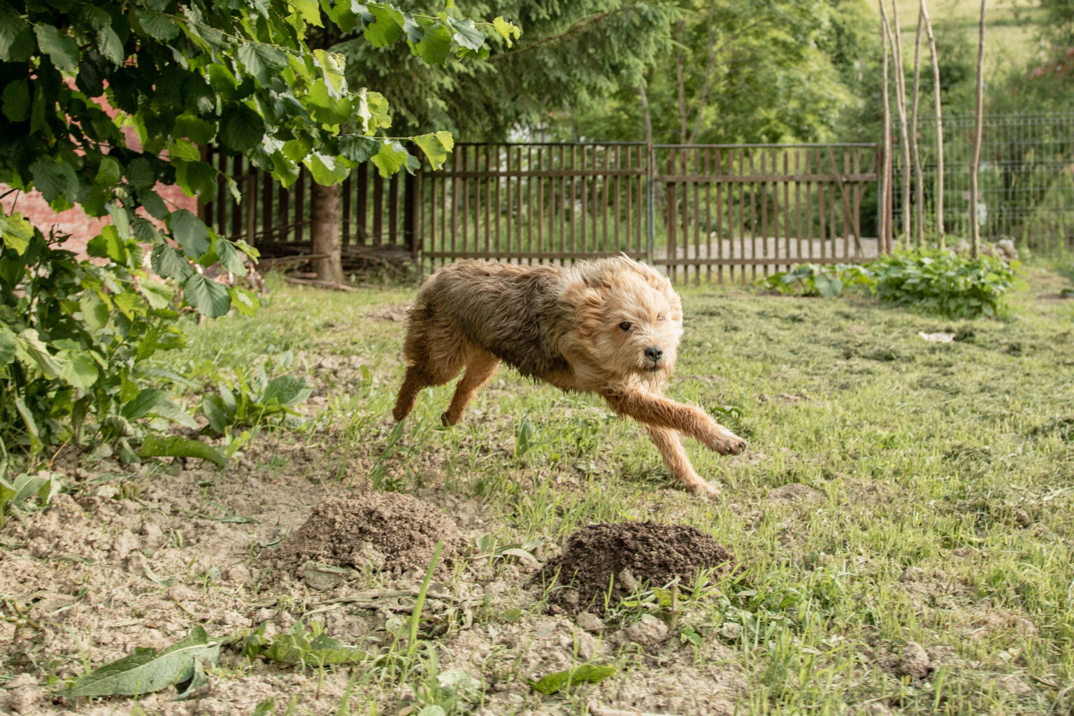 Natural Predators of Moles: What Actually Works