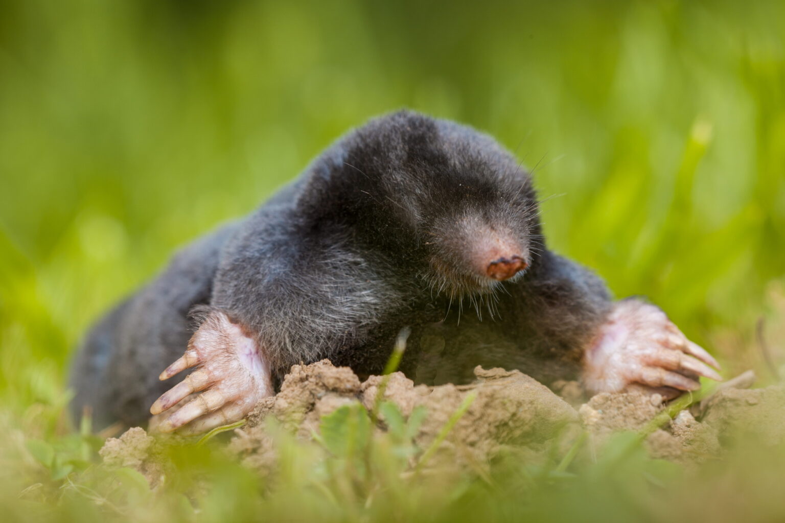Natural Predators of Moles: What Actually Works