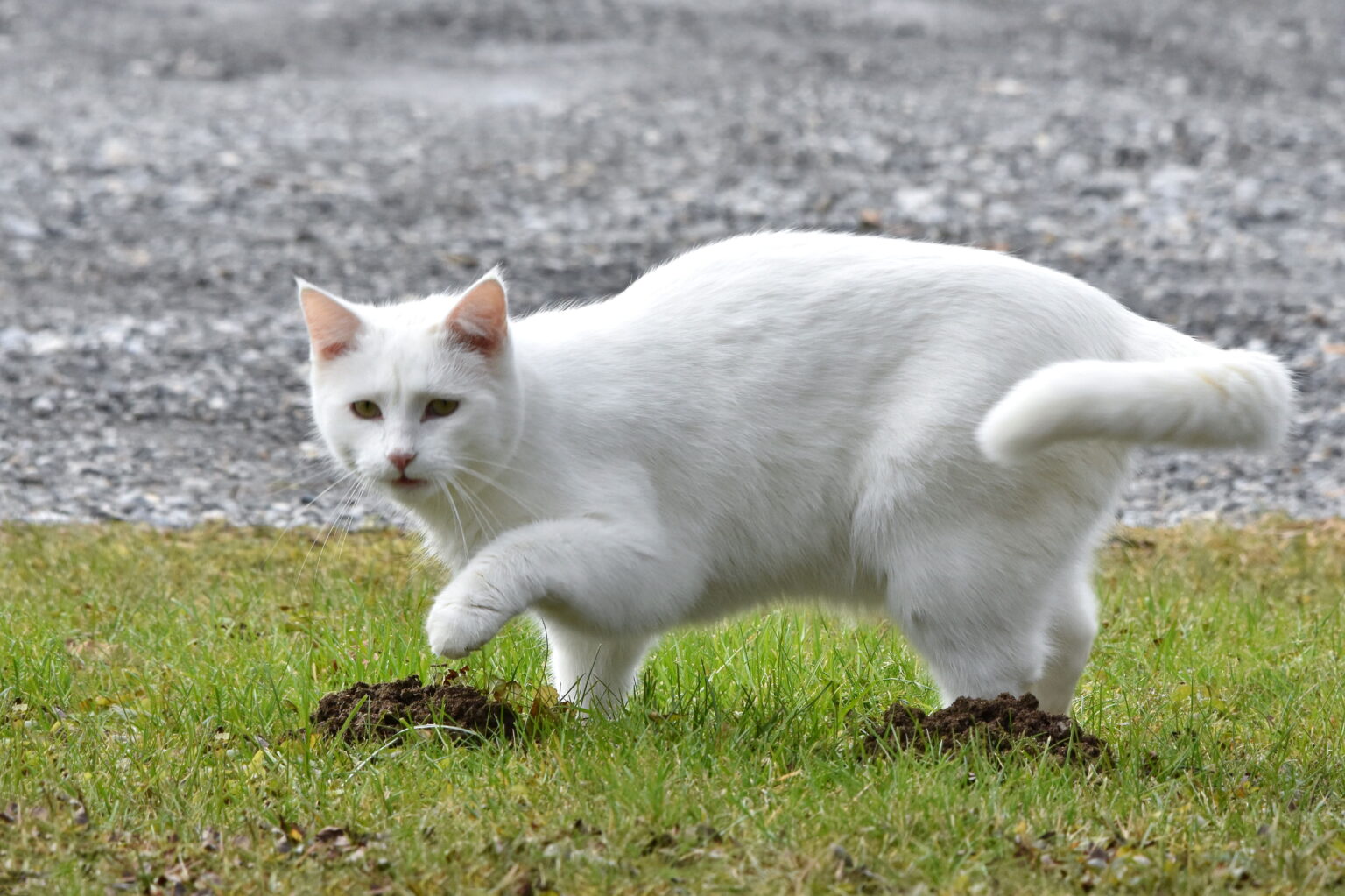 Natural Predators of Moles: What Actually Works