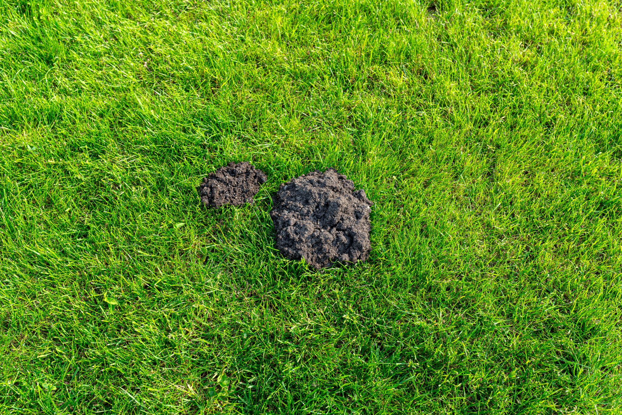 Top Signs of Moles in Yard | The Mole Hunter